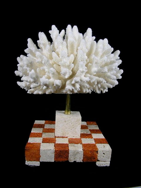 Finger Coral Topiary Mounted on a Checkerboard Coquina Base at 1stDibs