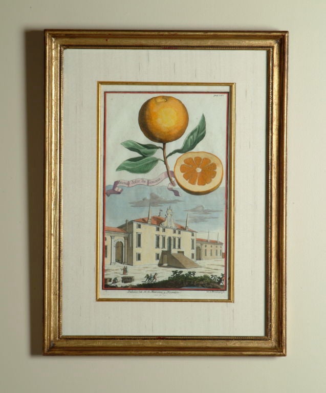 Collection of German Hand-Colored Copper Engravings For Sale at 1stDibs