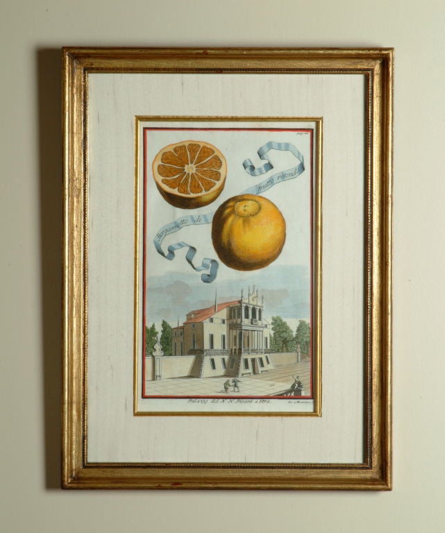 Collection of German Hand-Colored Copper Engravings For Sale at 1stDibs