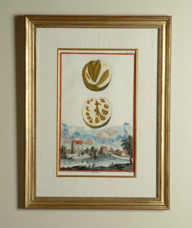 Collection of German Hand-Colored Copper Engravings For Sale at 1stDibs