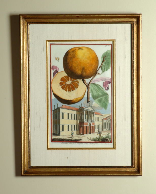 Collection of German Hand-Colored Copper Engravings For Sale at 1stDibs