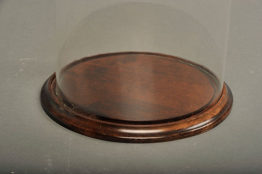 Victorian Glass Display Dome at 1stDibs