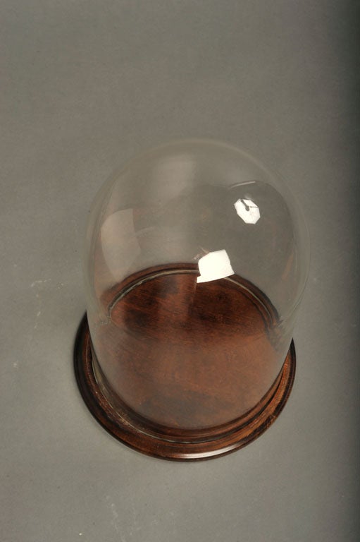 Victorian Glass Display Dome at 1stDibs