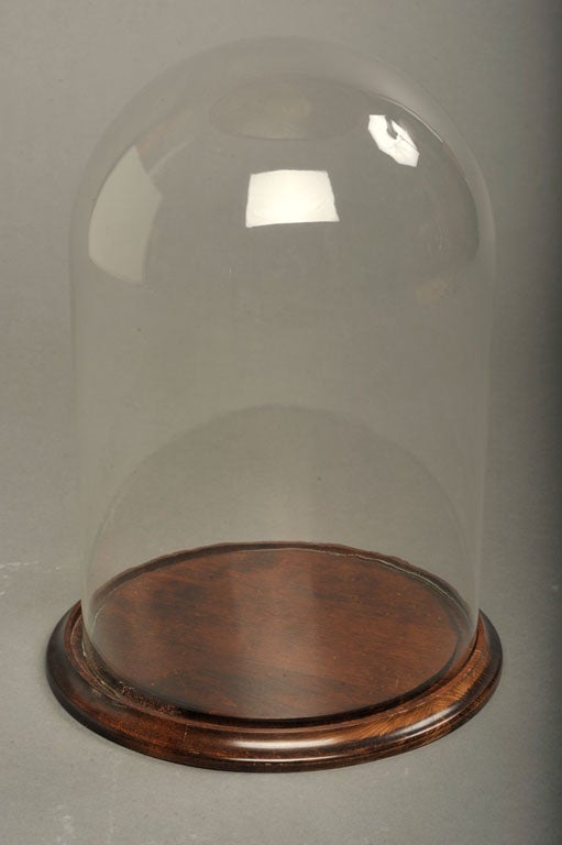 Victorian Glass Display Dome at 1stDibs