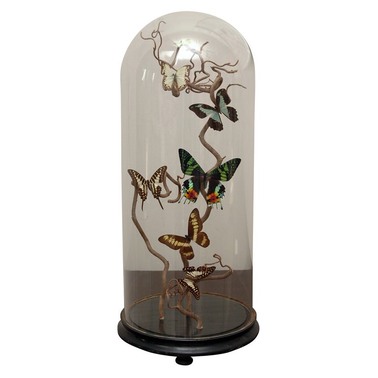 Specimen Butterflies in Antique Glass Dome at 1stDibs