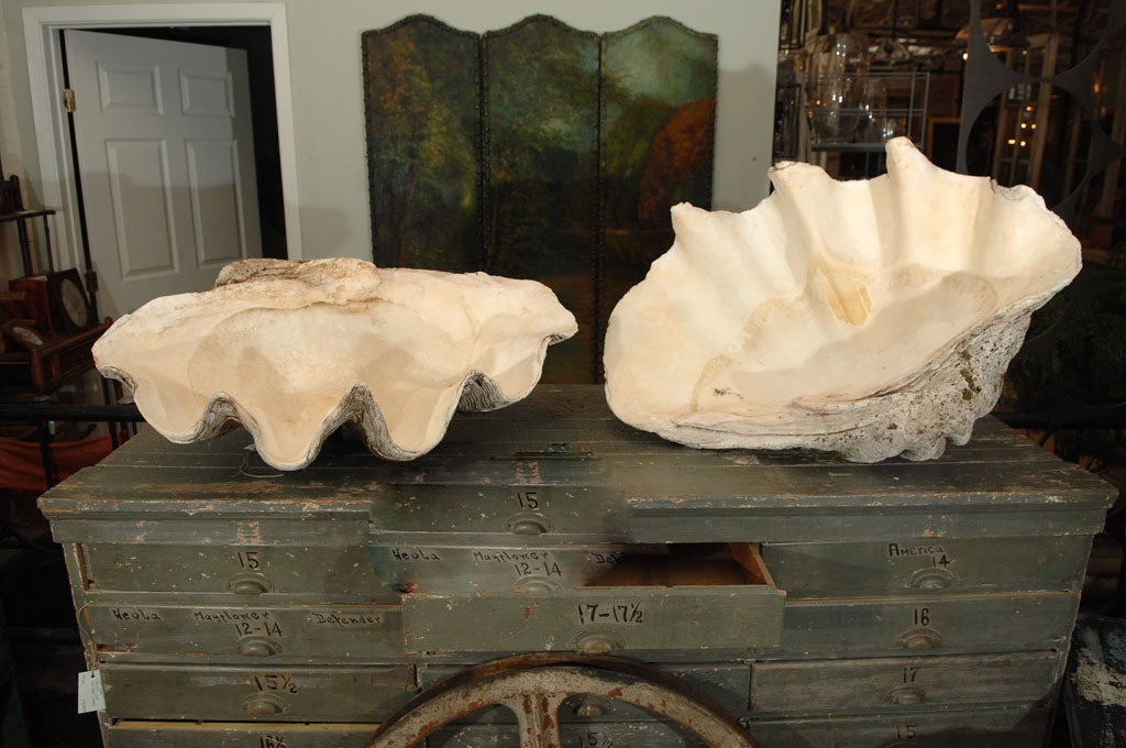 Giant Clam Shells at 1stDibs