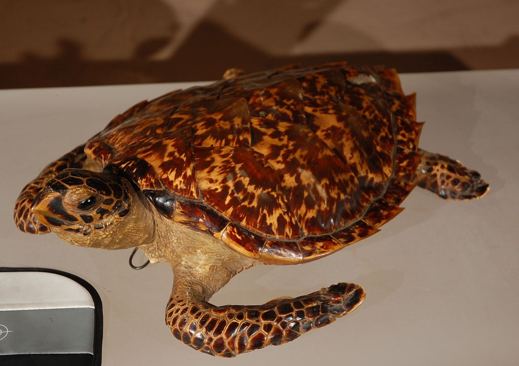 Victorian Taxidermy Tortoise with Glass Eyes at 1stDibs