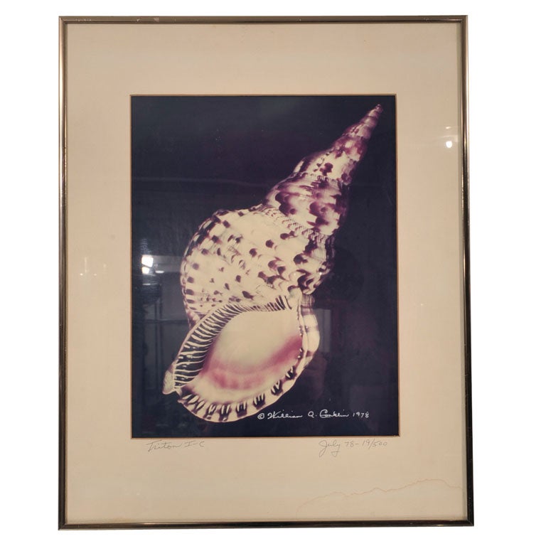 William Conklin X-Ray Print at 1stDibs