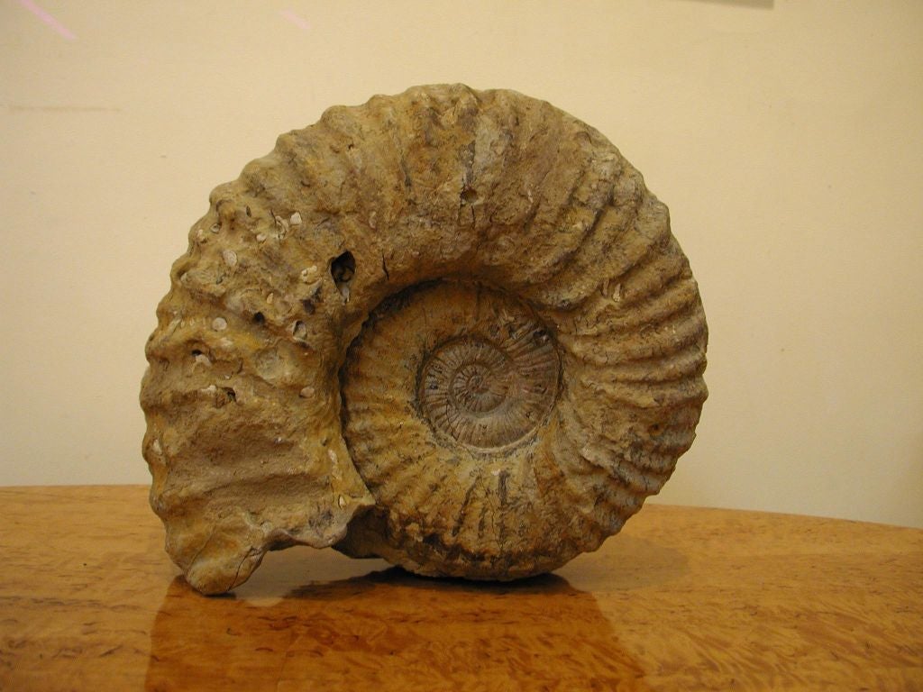 Highly Reticulated Nautilus Ammonite fossil fragments at 1stDibs