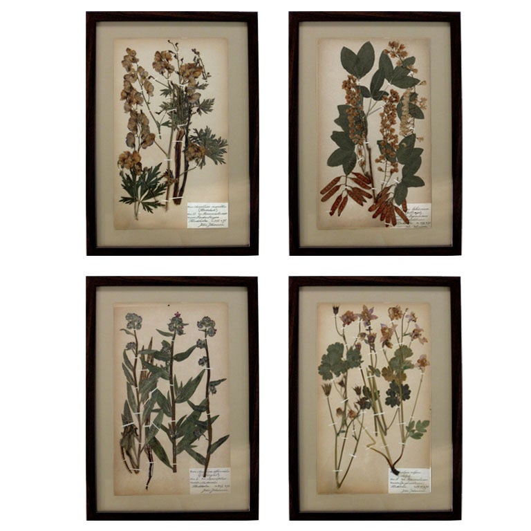 COLLECTION OF FOUR BOTANICAL SPECIMENS at 1stDibs