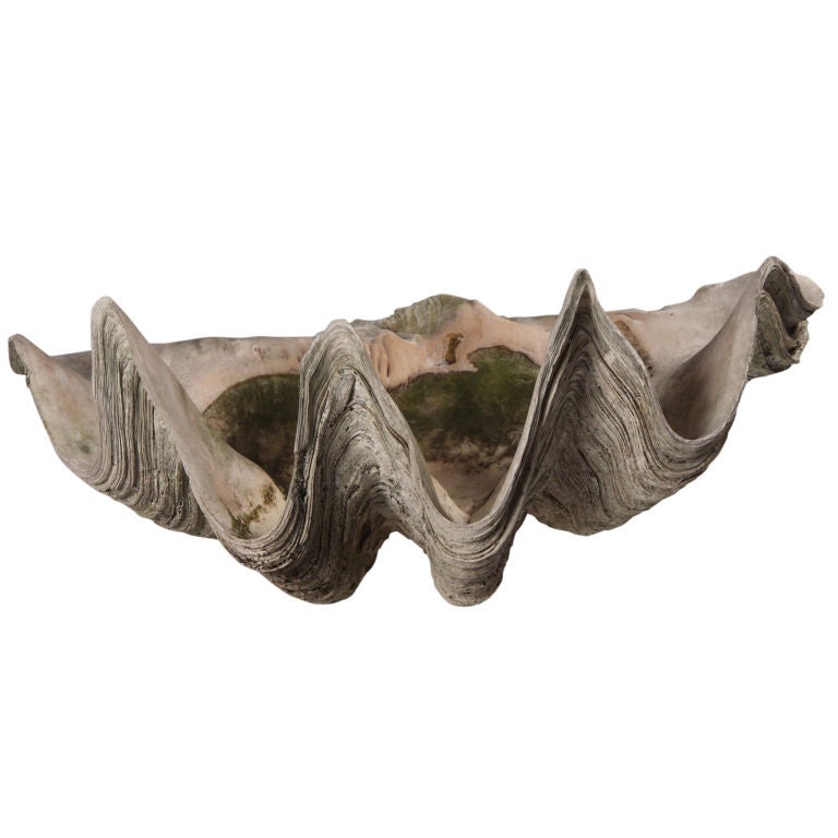 Giant Decorative Clamshell at 1stDibs