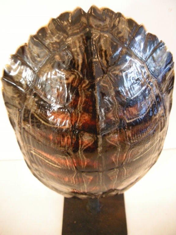 Pair, Turtle Shell Lamps on Stands at 1stDibs