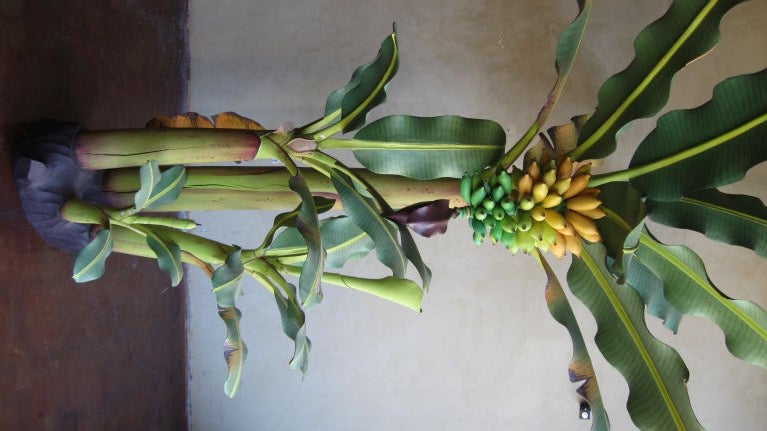 HAND CARVED AND PAINTED PLANTAIN TREES at 1stDibs