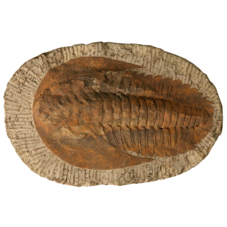 Decorative Original Cambropallas Trilobite Fossil At 1stdibs