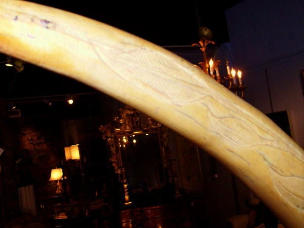 AFRICAN IVORY TUSK at 1stDibs