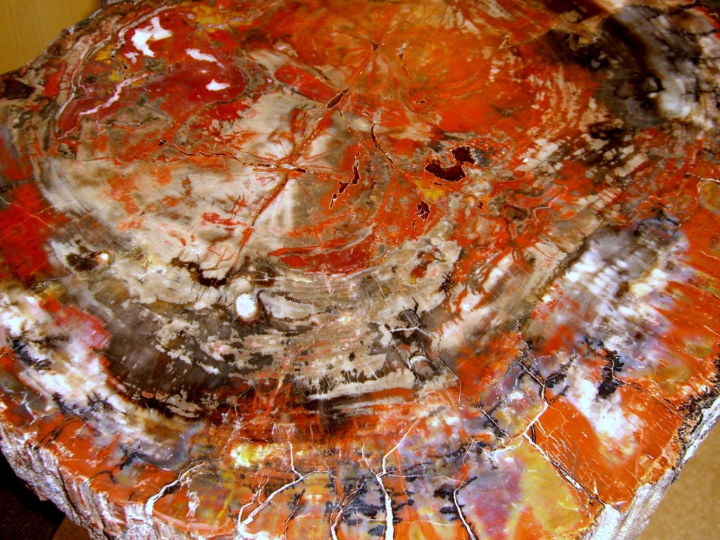 Stunning petrified wood table top with a patinated iron base. at 1stDibs