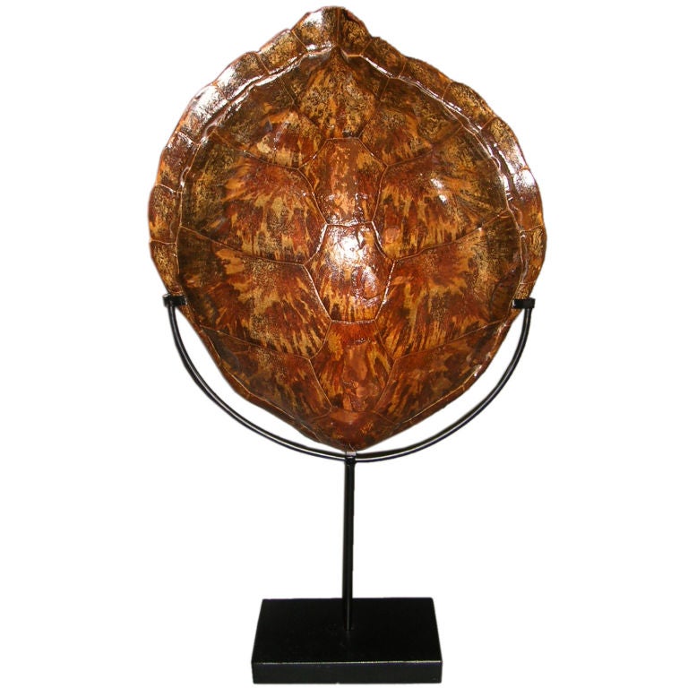 Large Vintage Tortoise Shell Mounted On Stand at 1stdibs