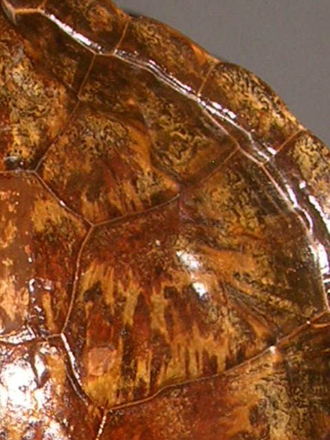 Large Vintage Tortoise Shell Mounted On Stand at 1stDibs