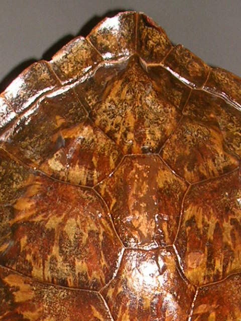 Large Vintage Tortoise Shell Mounted On Stand at 1stDibs