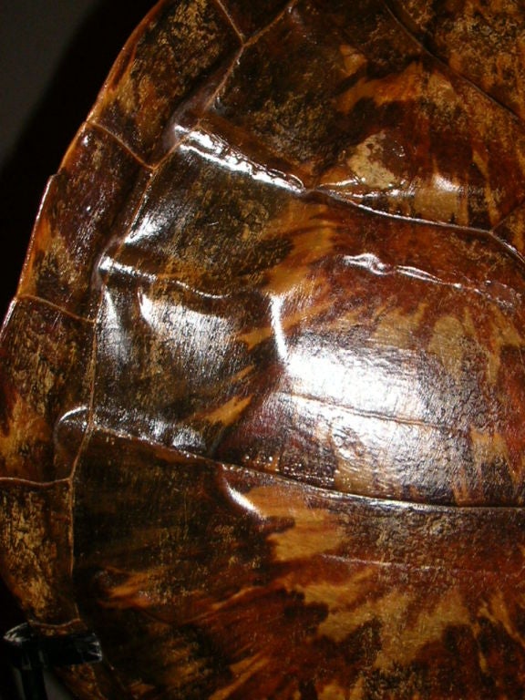 Large Vintage Tortoise Shell Mounted On Stand at 1stDibs