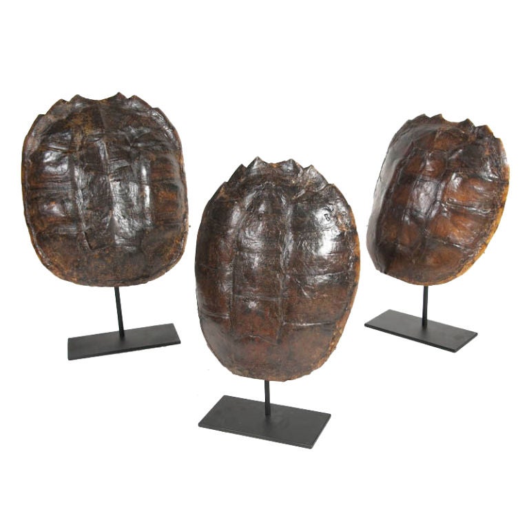 Turtle Shell on Stand at 1stDibs