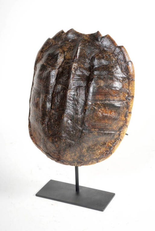 Turtle Shell on Stand at 1stDibs