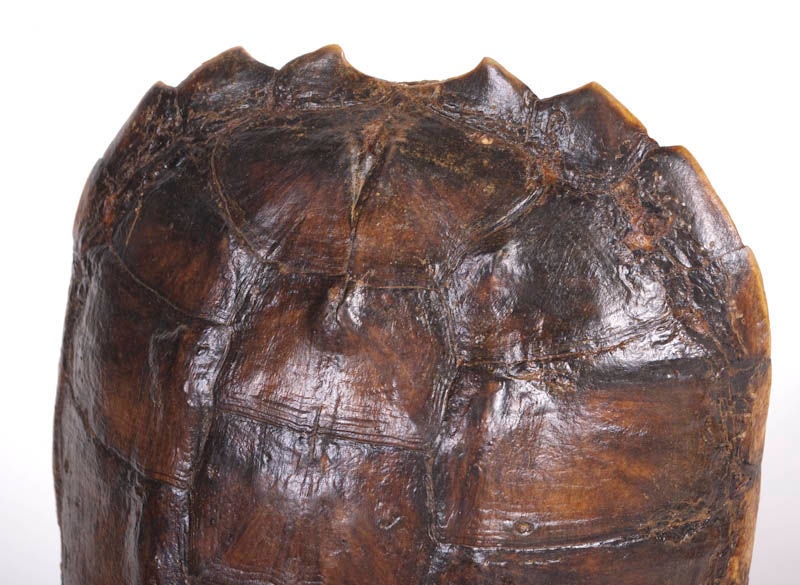 Turtle Shell on Stand at 1stDibs