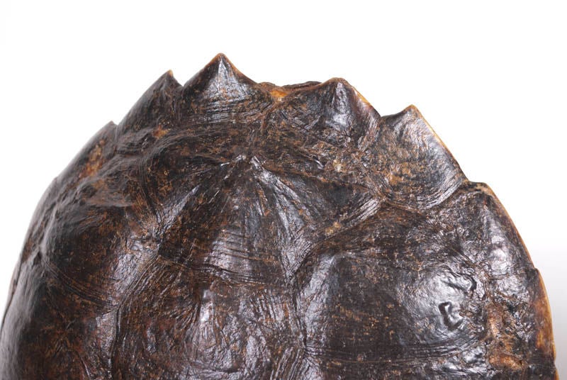 Turtle Shell on Stand at 1stDibs