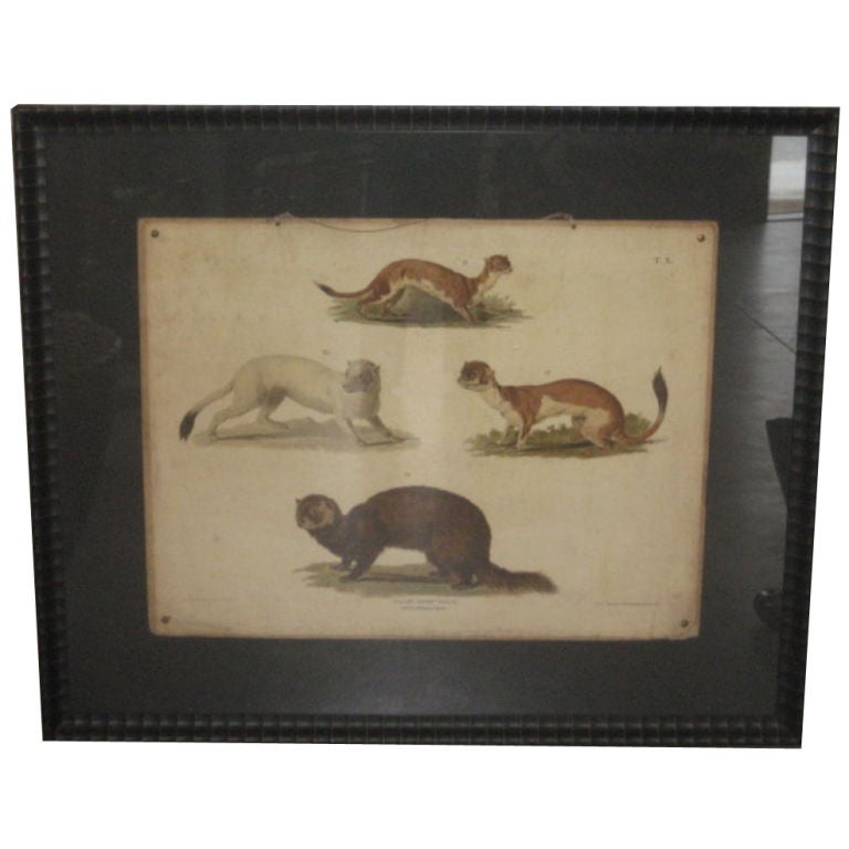 Vintage Print of Ferret at 1stDibs