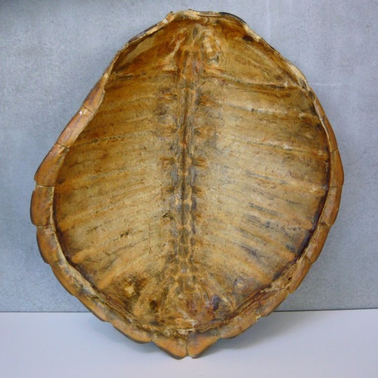 Old Sea Turtle Shell at 1stDibs