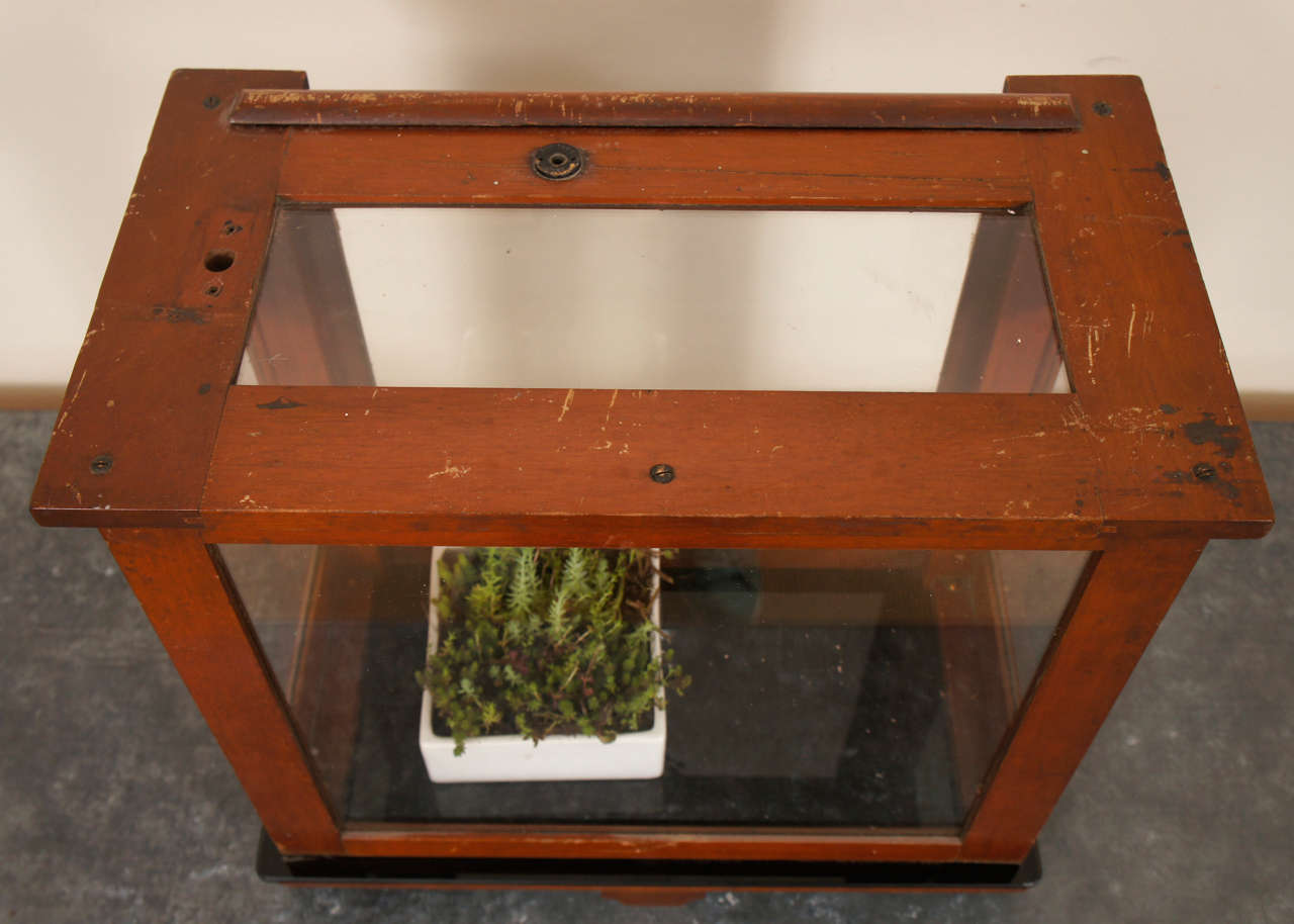 Scientific Display Case:Terrarium at 1stDibs | specimen case terrarium