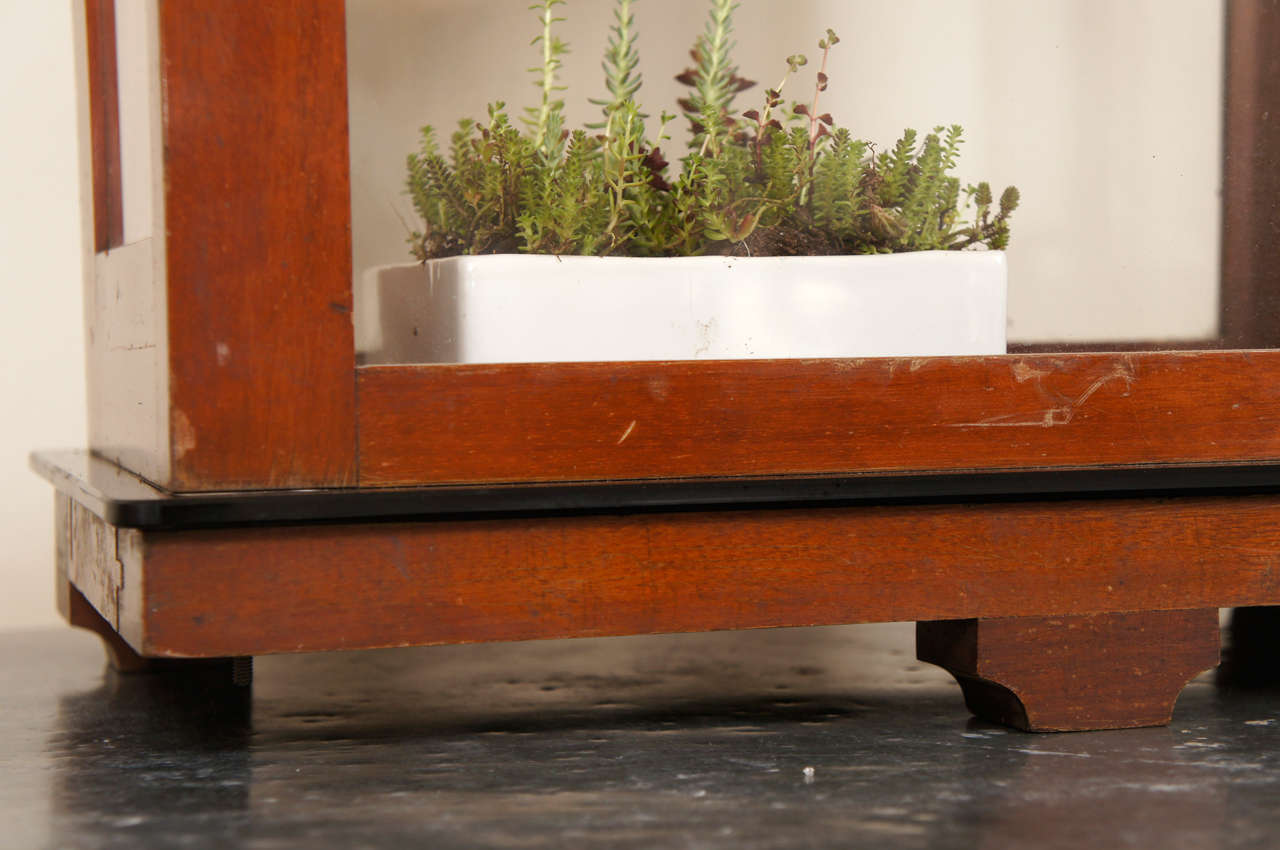 Scientific Display Case:Terrarium at 1stDibs | specimen case terrarium