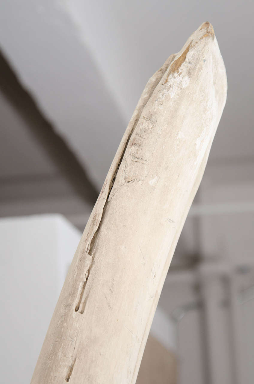 Monumental Wall-Mounted Whale Bone at 1stDibs