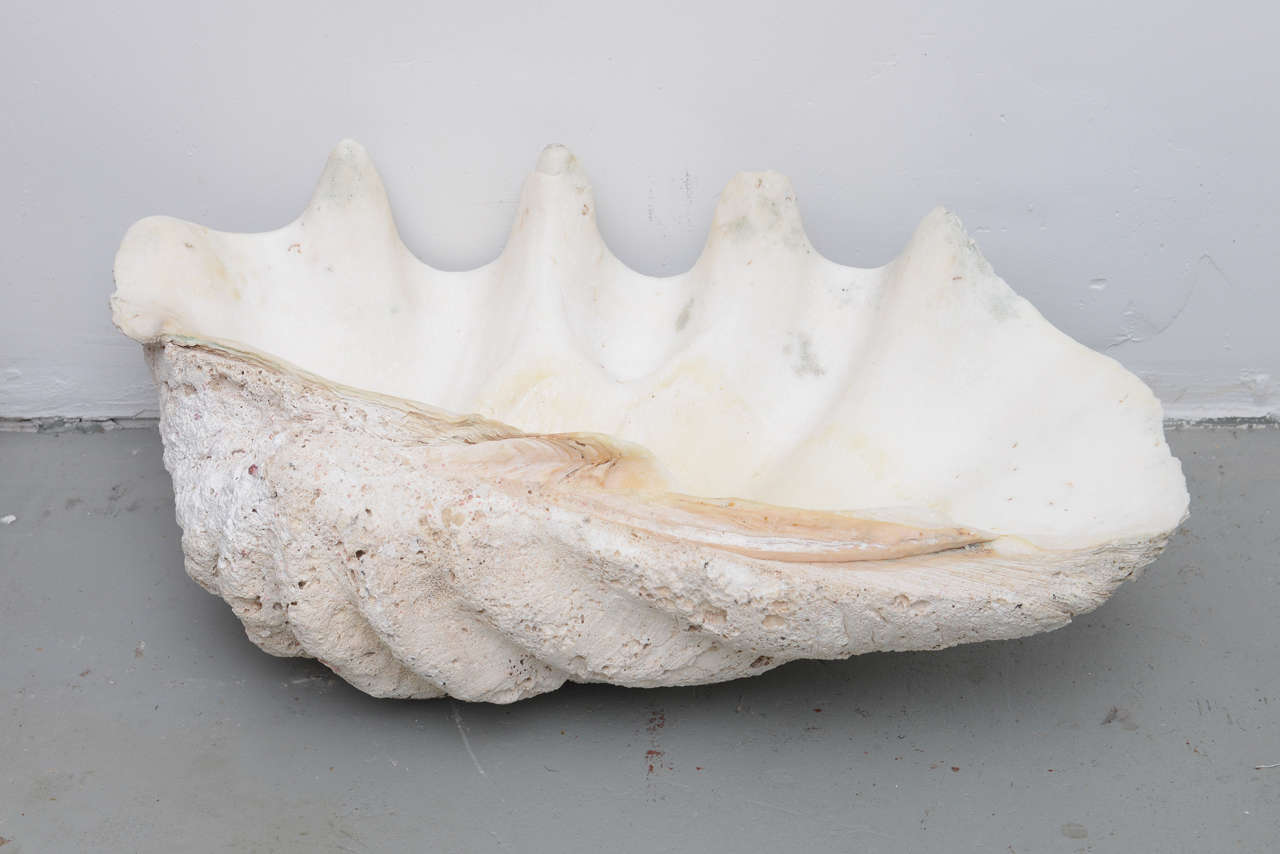 Beautiful Gigantic Calm Shells--1970s USA For Sale at 1stDibs