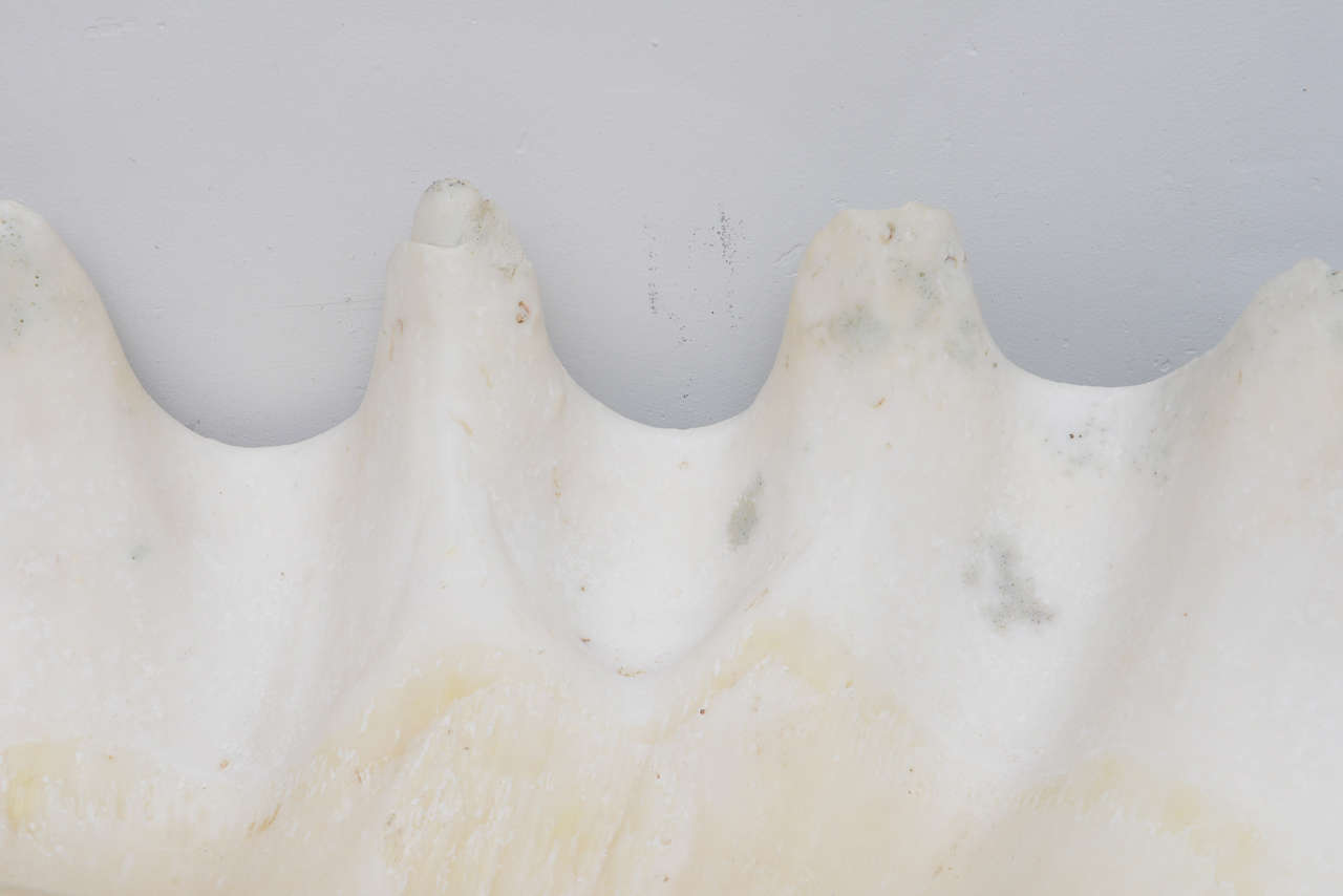 Beautiful Gigantic Calm Shells--1970s USA For Sale at 1stDibs