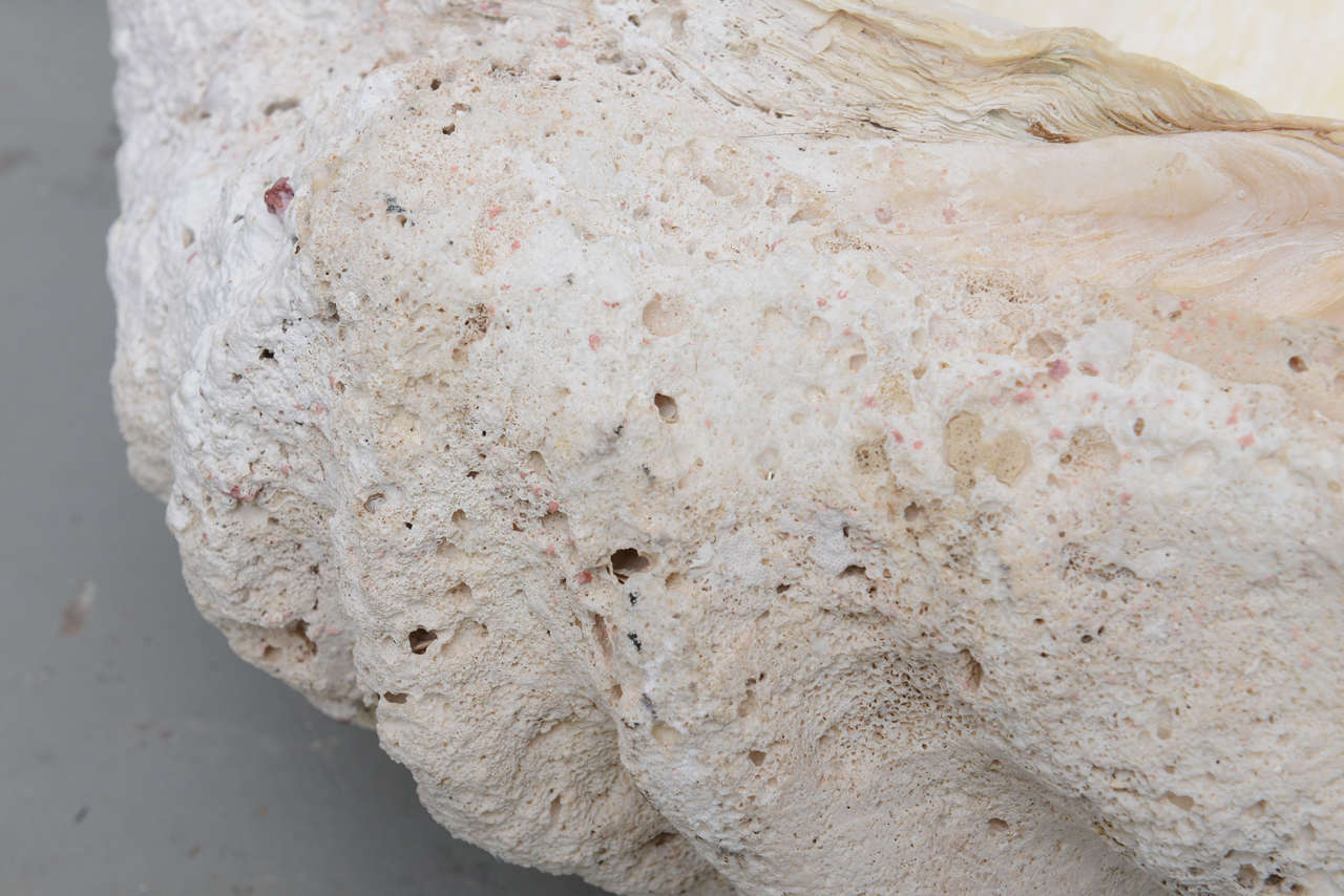 Beautiful Gigantic Calm Shells--1970s USA For Sale at 1stDibs