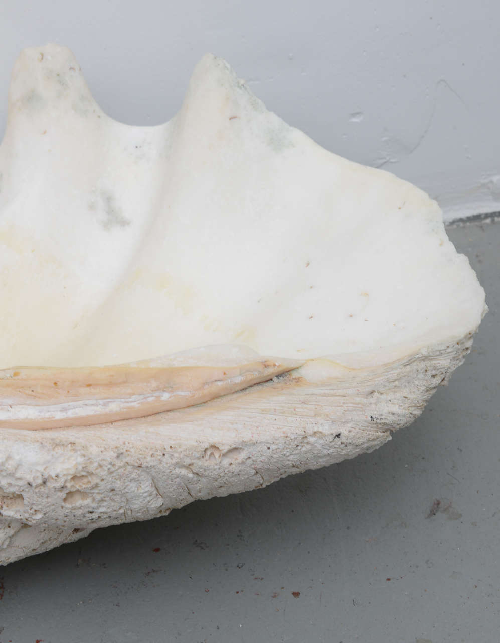 Beautiful Gigantic Calm Shells--1970s USA For Sale at 1stDibs