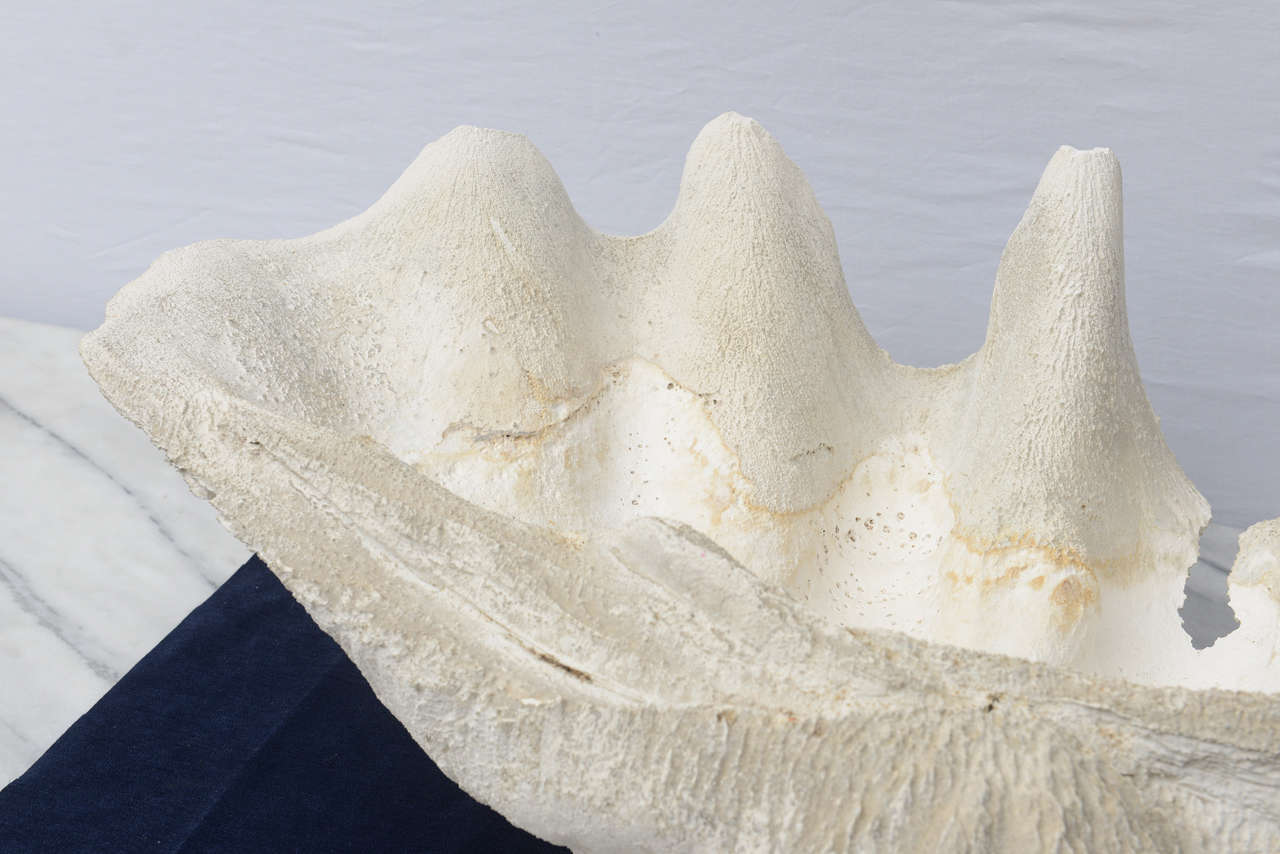 Beautiful Gigantic Calm Shells--1970s USA For Sale at 1stDibs