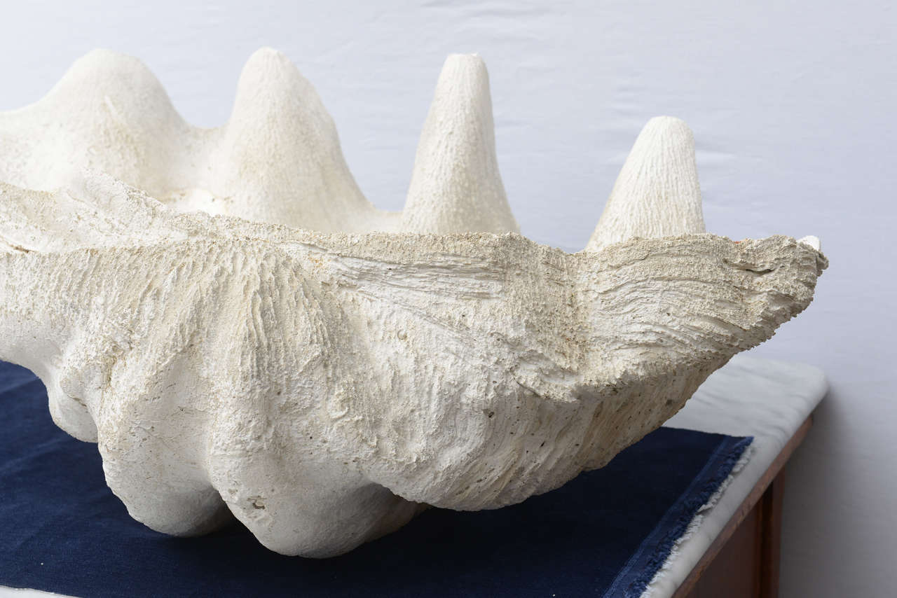 Beautiful Gigantic Calm Shells--1970s USA For Sale at 1stDibs