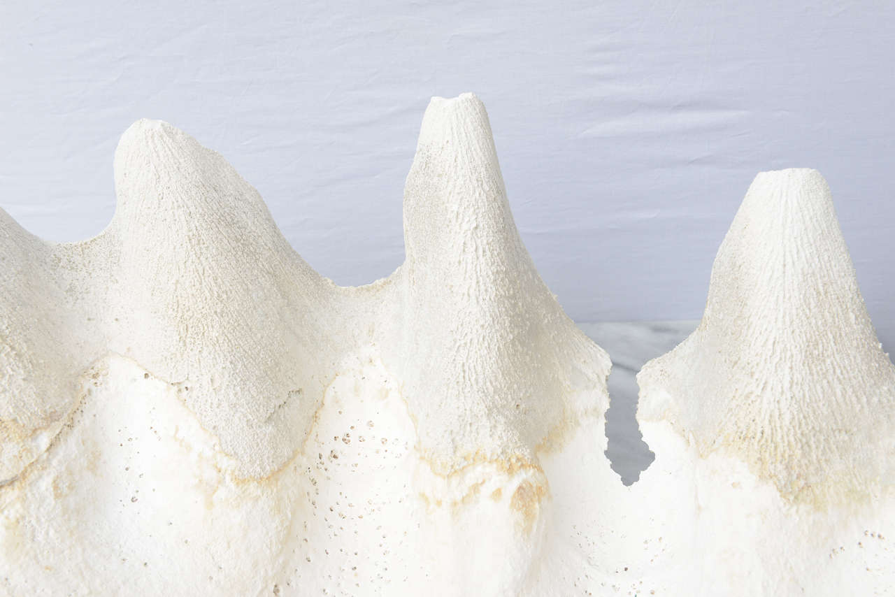 Beautiful Gigantic Calm Shells--1970s USA For Sale at 1stDibs