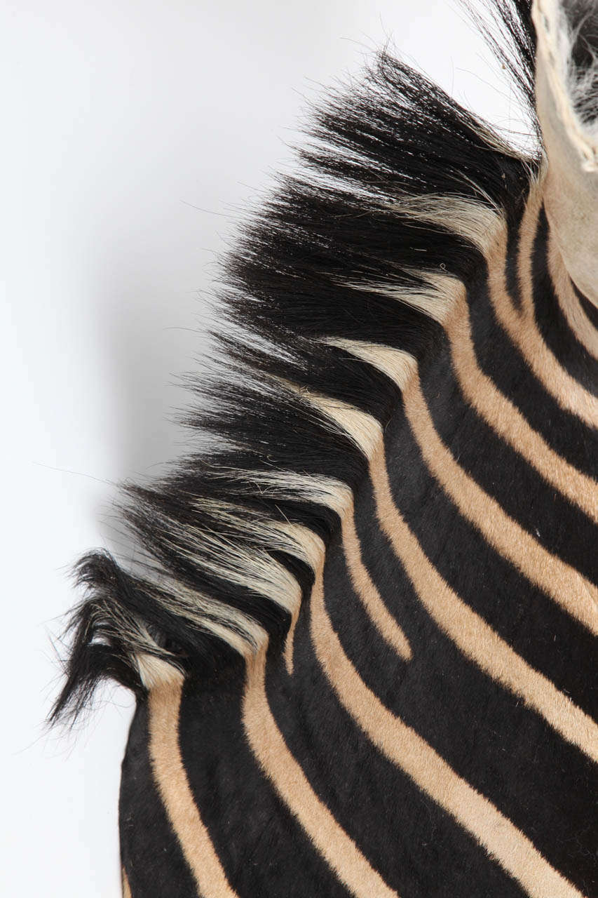 Taxidermy Vintage Burchell Zebra Head at 1stDibs | zebra head taxidermy ...