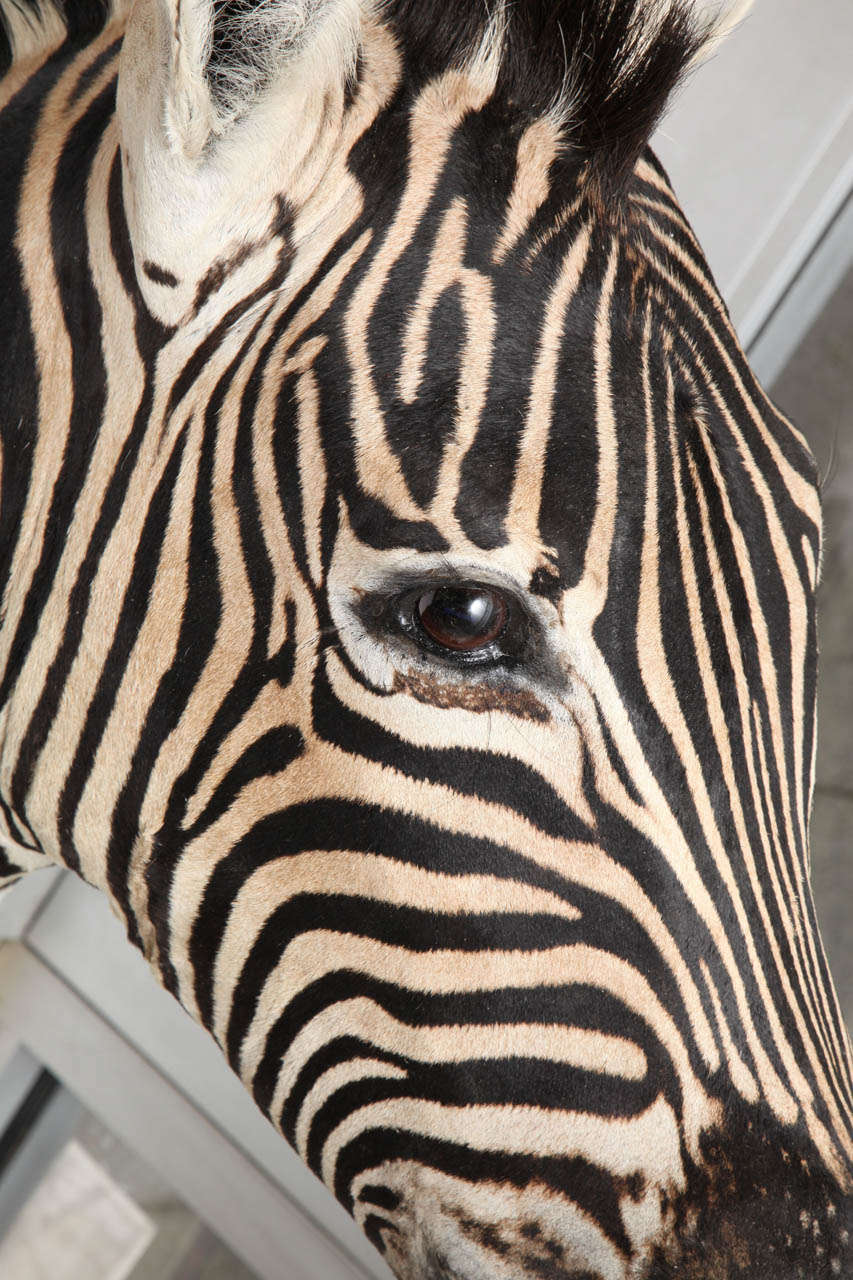 Taxidermy Vintage Burchell Zebra Head at 1stDibs | zebra head taxidermy ...
