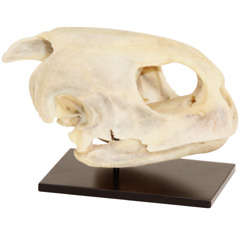 Giant Turtle Skull at 1stDibs | sea turtle skull, loggerhead turtle ...