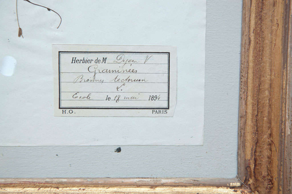 Large Framed Group of French Pressed Botanical Specimens at 1stDibs ...