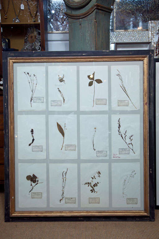 Large Framed Group of French Pressed Botanical Specimens at 1stDibs ...