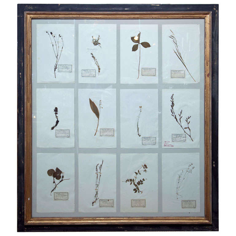 Large Framed Group of French Pressed Botanical Specimens at 1stDibs ...