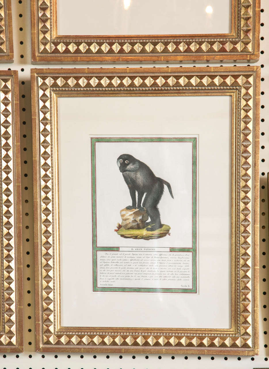 Set of 6 Stipple Engravings of Monkeys at 1stDibs