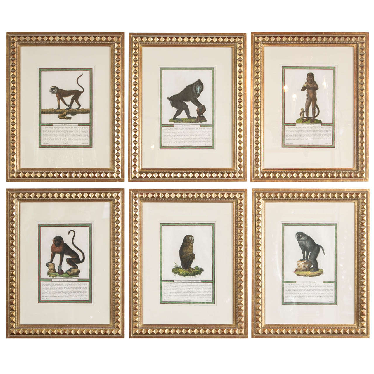 Set of 6 Stipple Engravings of Monkeys at 1stDibs
