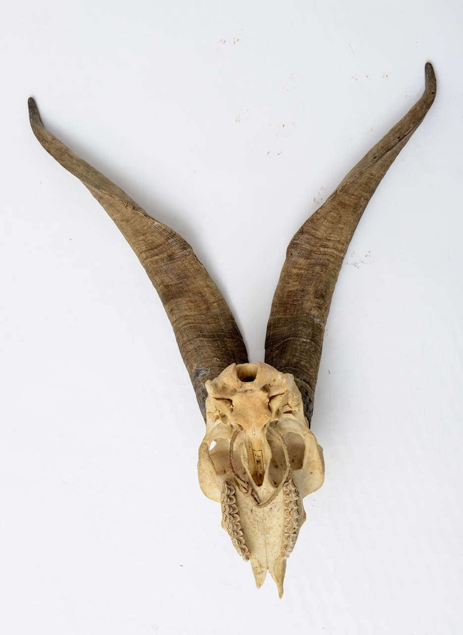 Mountain Goat Horns at 1stDibs | mountain goat horns for sale, goat ...