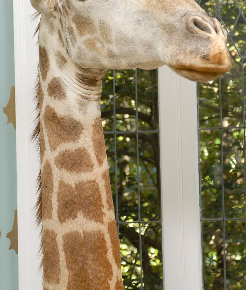 Giraffe Pedestal Mount at 1stDibs